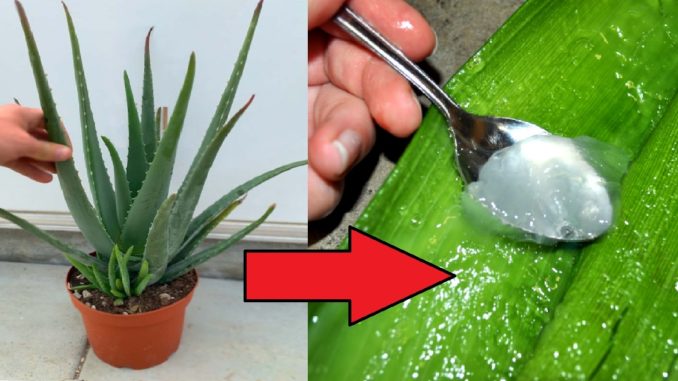 Zázrak na okenním parapetu: Aloe vera jako domácí lékárna i kosmetický ...